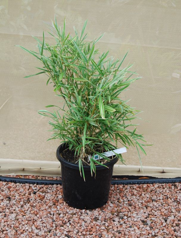 Variegated Bamboo Bushes