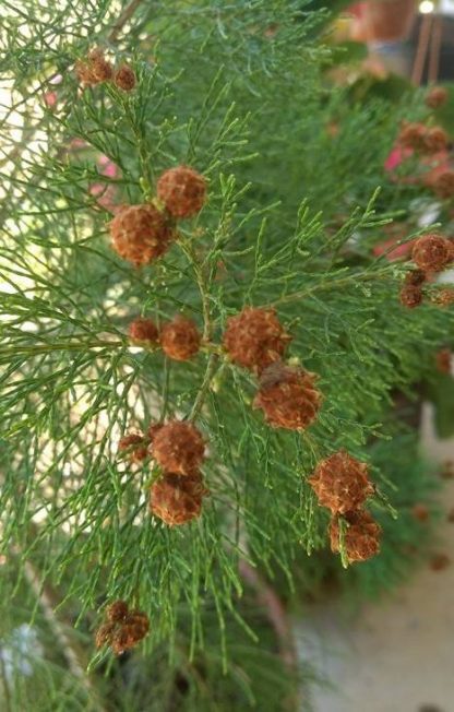 The Daintree Pine - Project Plants