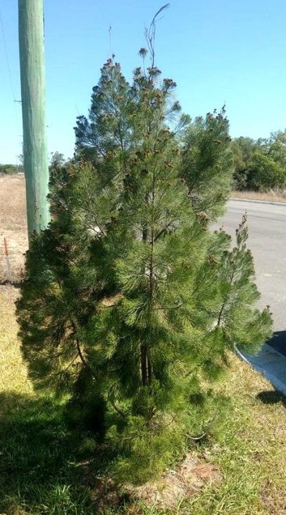 The Daintree Pine - Project Plants