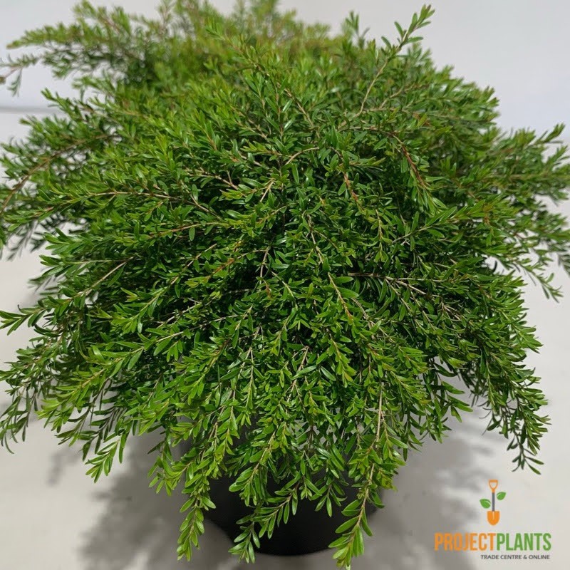 Phyllanthus multiflorus / Waterfall Plant 140mm - Project Plants