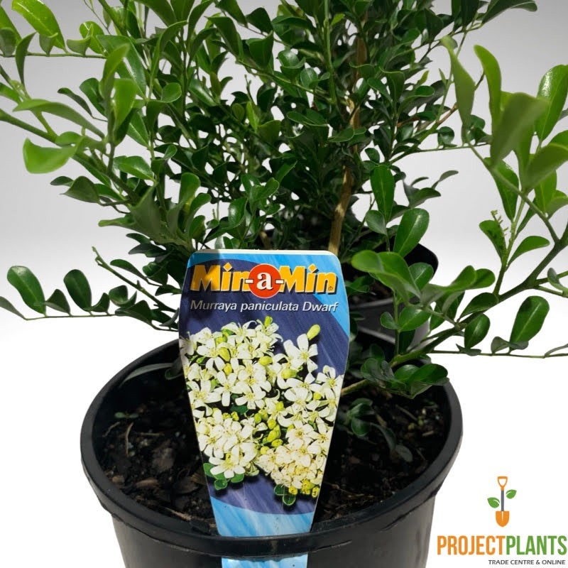 Plants - Garden Nursery Townsville – Gardening Centre