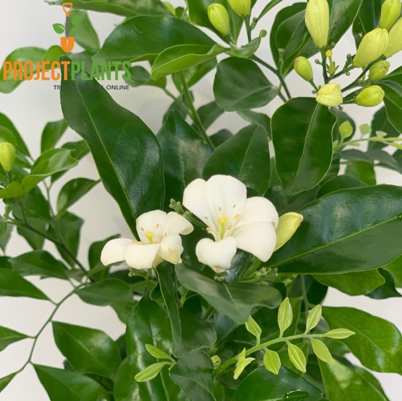 Murraya Paniculata Mock Orange 140mm Project Plants