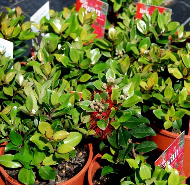 Plants - Garden Nursery Townsville – Gardening Centre
