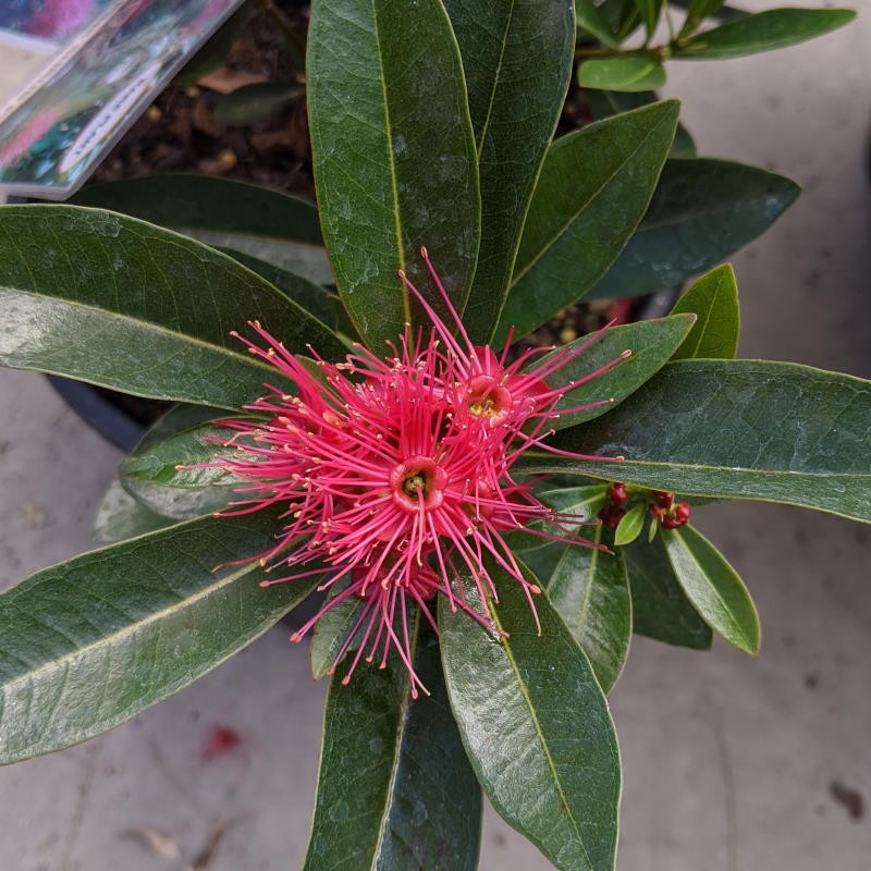 Xanthostemon verdugonianus / Pink Shrub Penda 200mm - Project Plants
