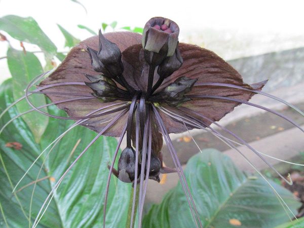Bat Plants - A unique and stunning plant - Project Plants