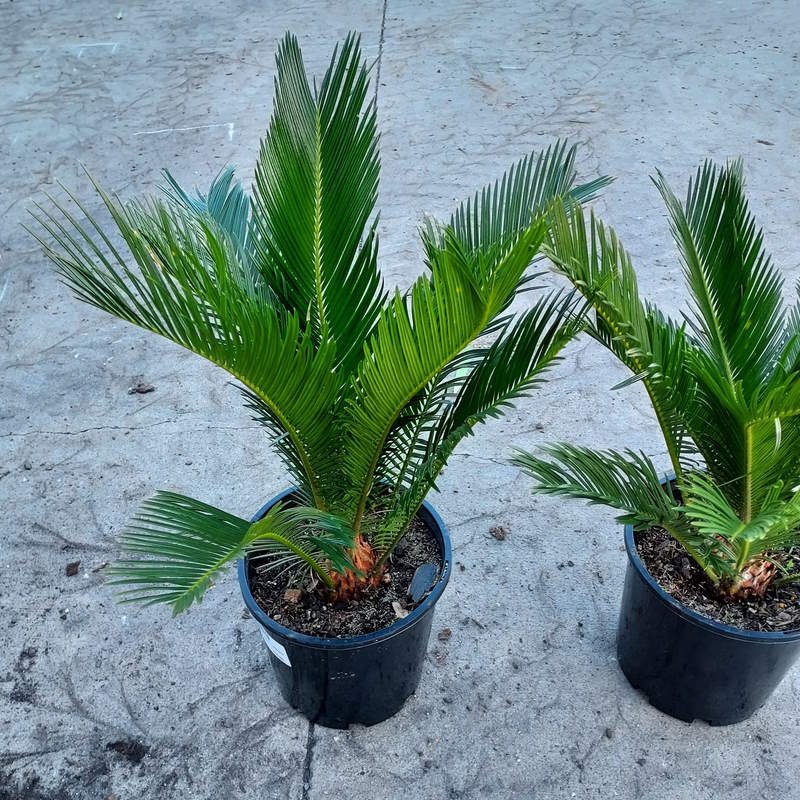 PALMS/CYCADS – Project Plants