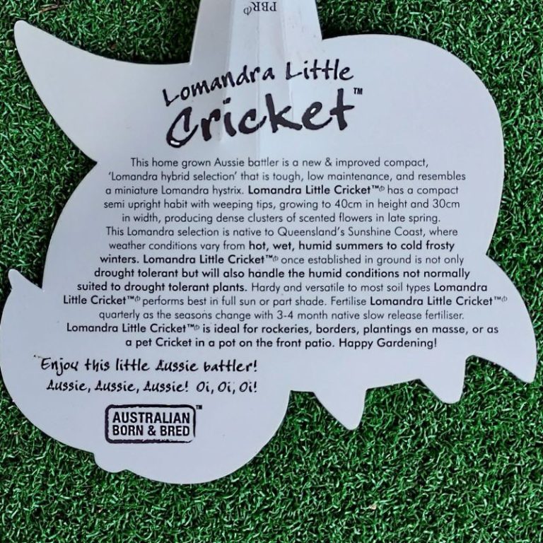 Lomandra confertifolia Little Cricket 140mm - Project Plants