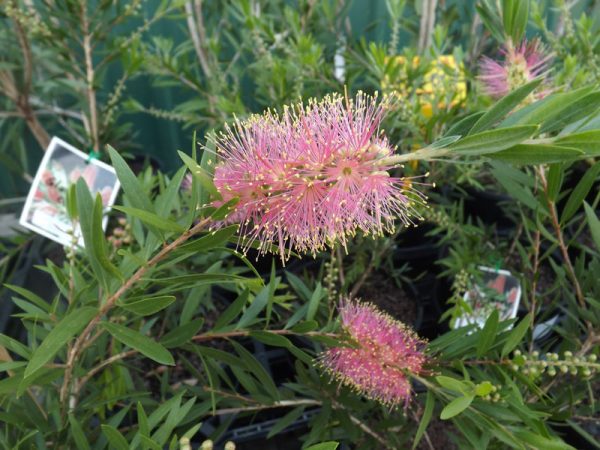 The Vibrant Beauty of Callistemons in Your Townsville Garden - Project ...