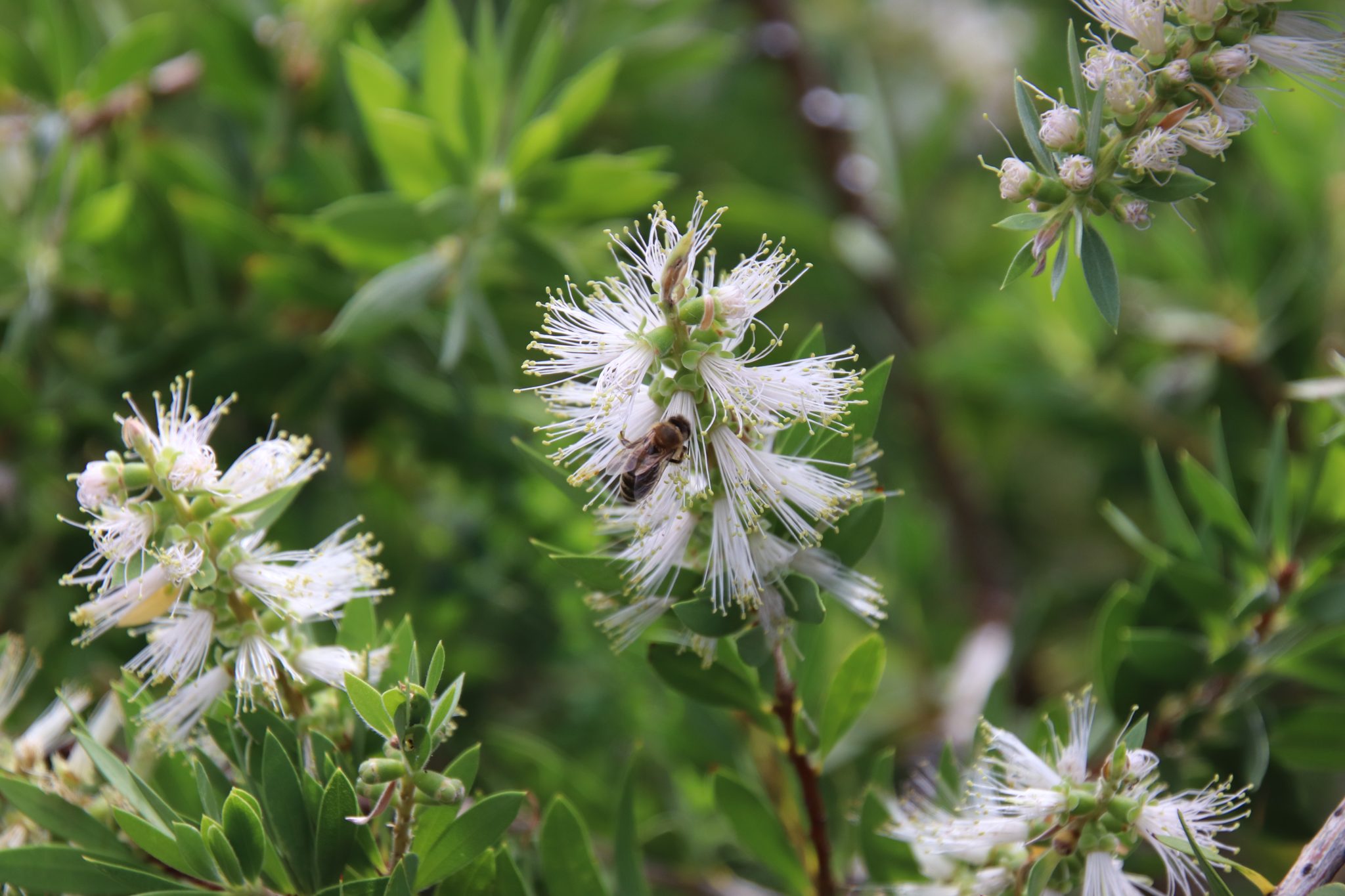 The Vibrant Beauty of Callistemons in Your Townsville Garden - Project ...