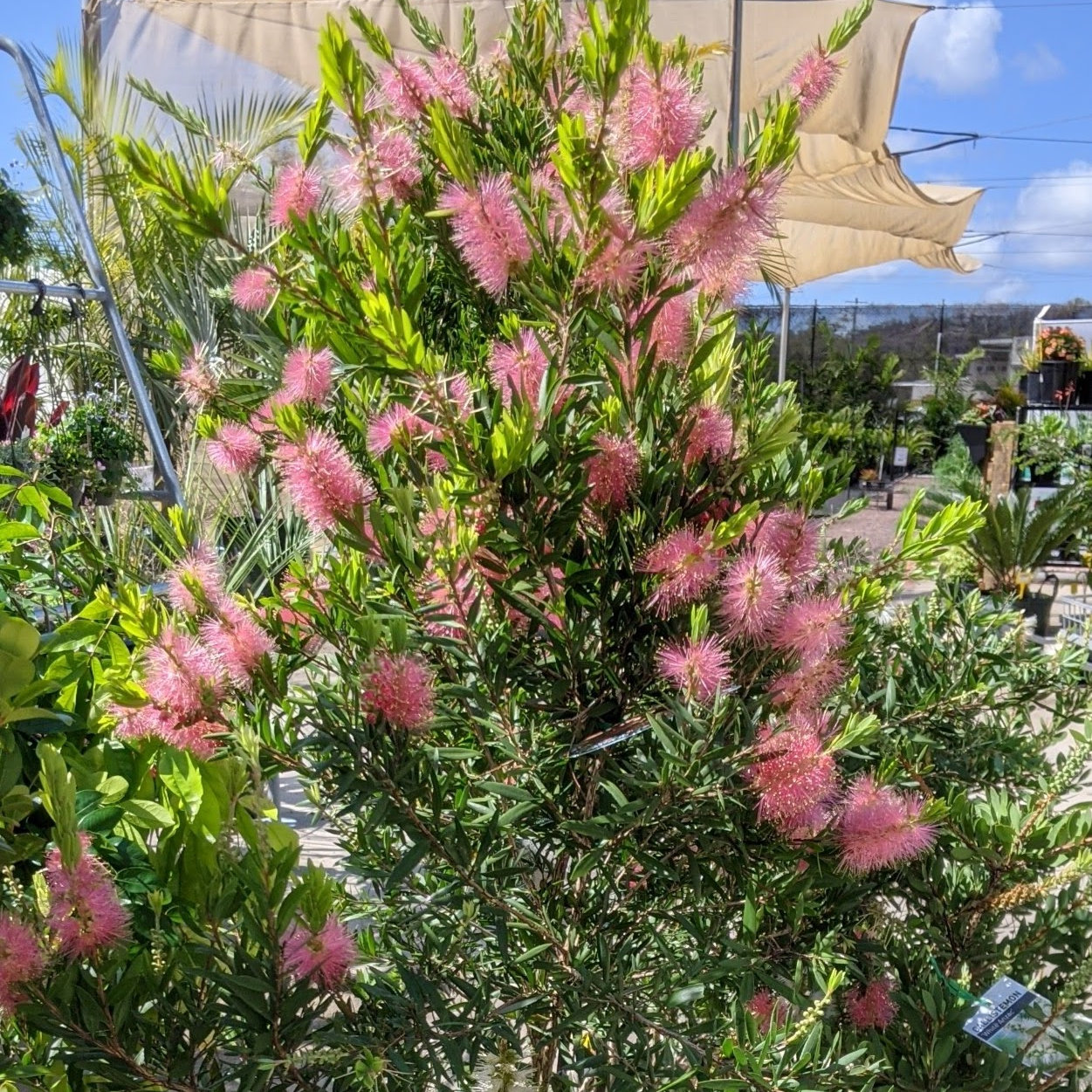 The Vibrant Beauty of Callistemons in Your Townsville Garden - Project ...