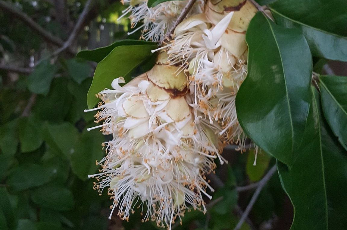 Handkerchief Tree - Maniltoa lenticellata - Project Plants