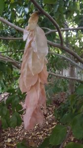 Handkerchief Tree - Maniltoa lenticellata - Project Plants
