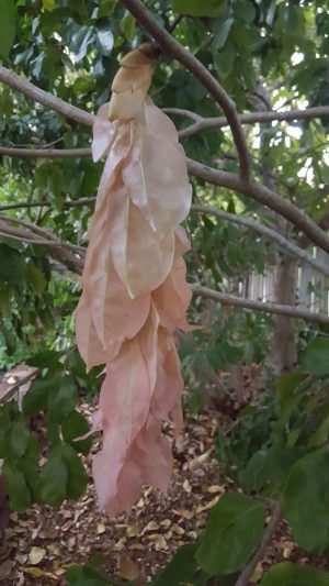 Handkerchief Tree - Maniltoa lenticellata - Project Plants