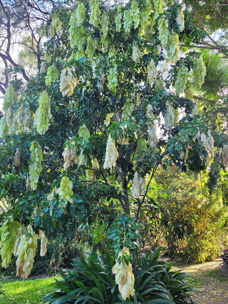 Handkerchief Tree - Maniltoa lenticellata - Project Plants