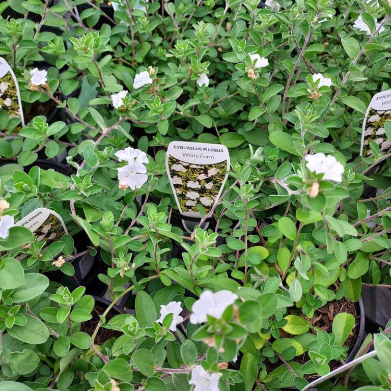 GROUND COVERS/CREEPERS Archives - Project Plants